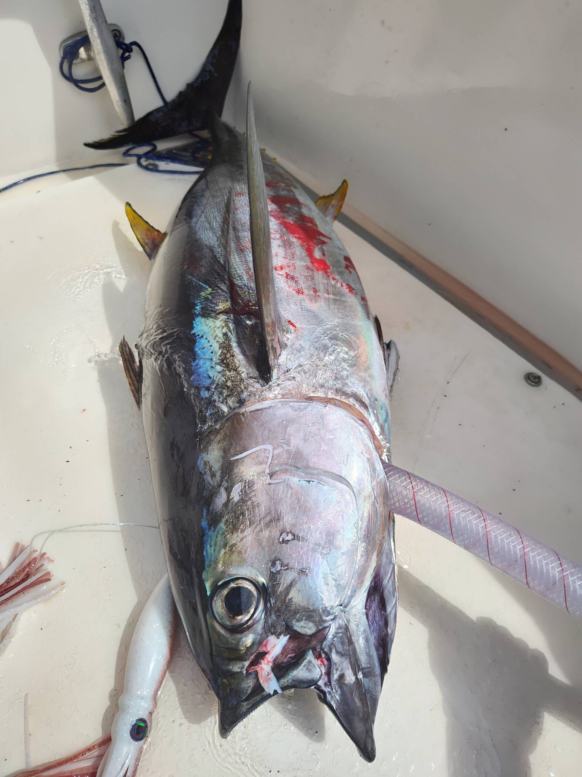 TUNA 2023 - TailWrapped