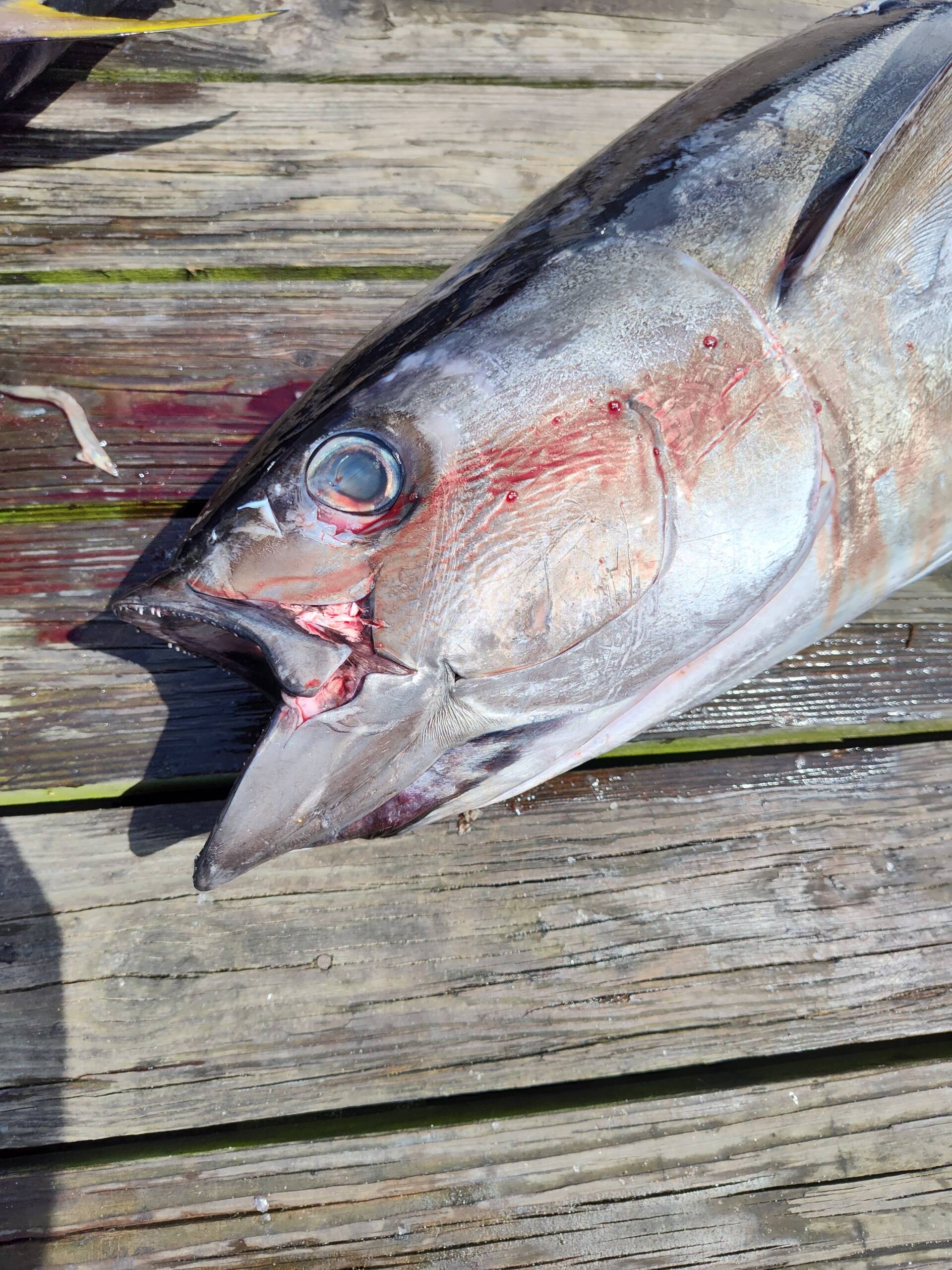 TUNA 2023 - TailWrapped